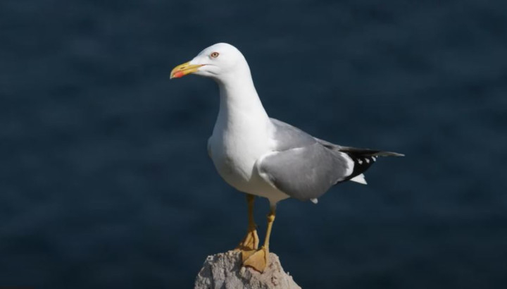 Goéland leucophée - LPO (Ligue pour la Protection des Oiseaux) - Agir ...