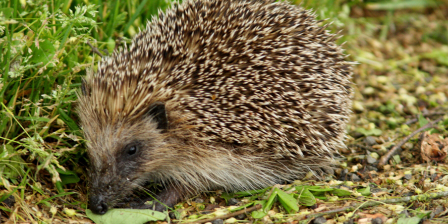Libérons le hérisson ! (37) - LPO (Ligue pour la Protection des Oiseaux ...