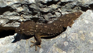 Tarente de Maurétanie - LPO (Ligue pour la Protection des Oiseaux ...