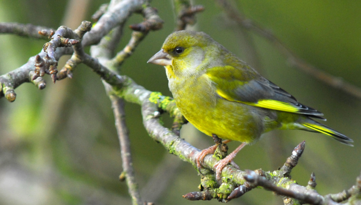 Balade nature dans le parc Franck-Delmas - LPO (Ligue pour la ... Balade nature dans le parc Franck-Delmas - LPO (Ligue pour la ...