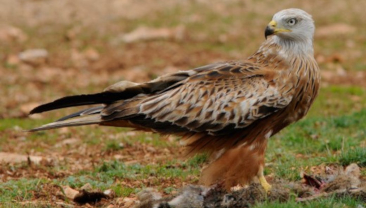 Milan royal - LPO (Ligue pour la Protection des Oiseaux) - Agir pour la ...