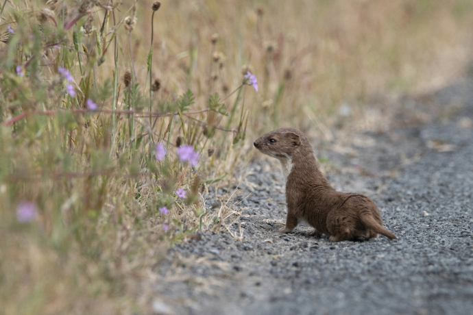 Belette d'Europe - LPO (Ligue pour la Protection des Oiseaux) - Agir ...