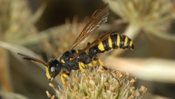 Cerceris - LPO (Ligue pour la Protection des Oiseaux) - Agir pour la ...
