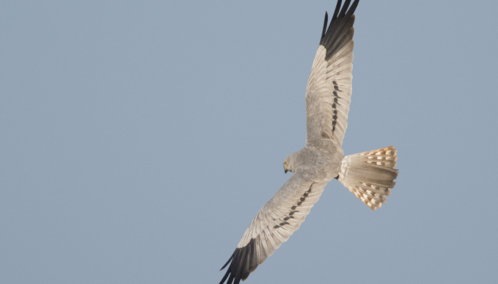 Suivi et protection des Busards - saison 2025 - LPO (Ligue pour la ...