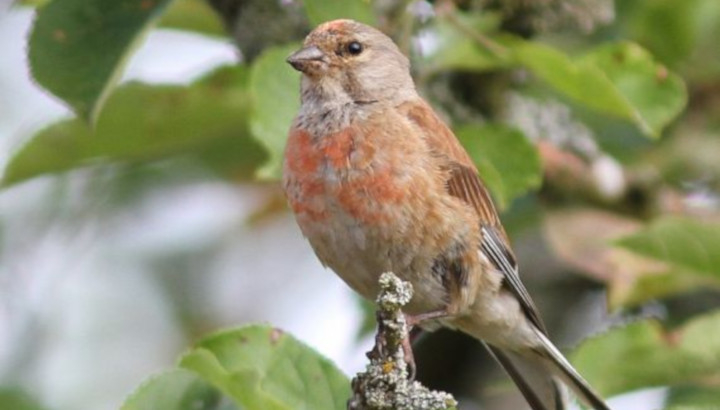 Linotte mélodieuse - LPO (Ligue pour la Protection des Oiseaux) - Agir ...