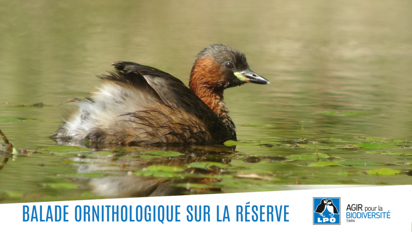 Balade ornithologique sur la Réserve - LPO (Ligue pour la Protection ... Balade ornithologique sur la Réserve - LPO (Ligue pour la Protection ...