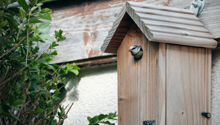 Installation de nichoirs, gîtes et abris dans le bâti - LPO (Ligue pour ...