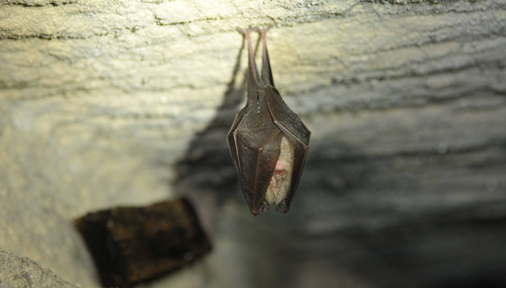 Rencontre avec les chauves-souris, étonnants mammifères volants - LPO ...