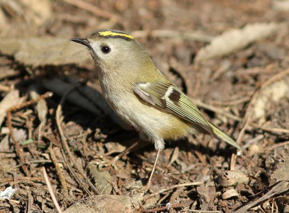 Roitelet huppé - LPO (Ligue pour la Protection des Oiseaux) - Agir pour la biodiversité