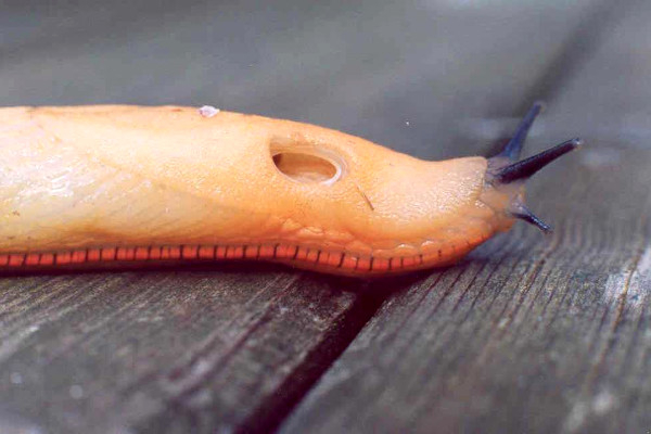 Grande Loche - LPO (Ligue pour la Protection des Oiseaux) - Agir pour ...