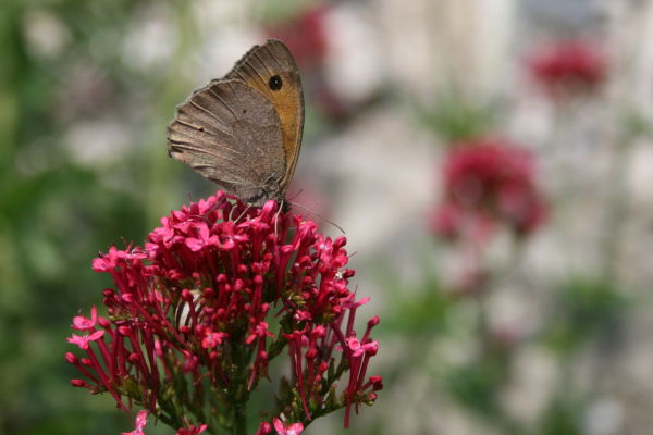 Murs et murets : des micro-habitats pour la faune et la flore - LPO ...
