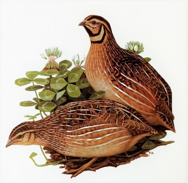 Caille des blés - LPO (Ligue pour la Protection des Oiseaux) - Agir ...