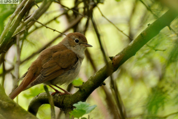 Rossignol philomèle - LPO (Ligue pour la Protection des Oiseaux) - Agir ...