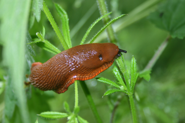 Grande Loche - LPO (Ligue pour la Protection des Oiseaux) - Agir pour ...