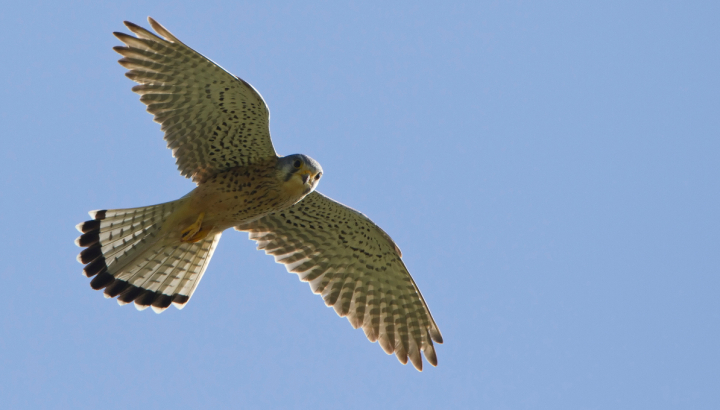 Faucons - LPO (Ligue pour la Protection des Oiseaux) - Agir pour la ...